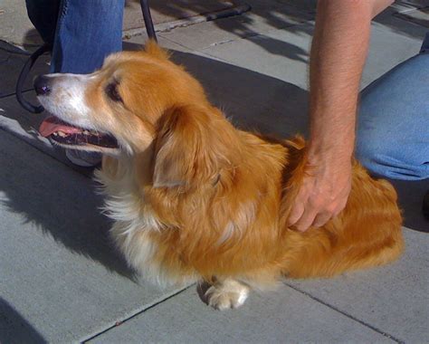 Corgi Cocker Spaniel Mix