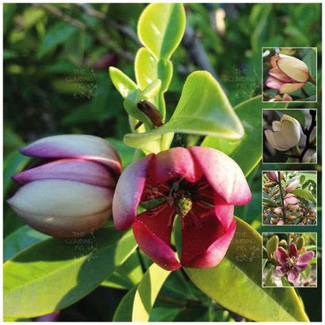 Michelia Figo Port Wine Magnolia Seeds Evergreen Shrub Perfumed Flow