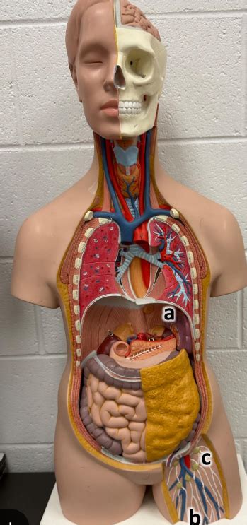 Lymph Model 4 Diagram Quizlet