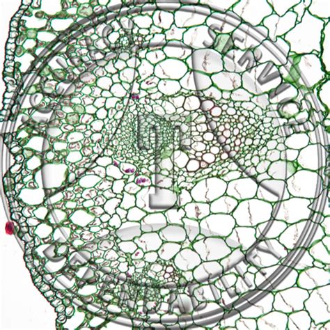 Buttercup Mature Stem Ts Microscope Slide Southern Biological