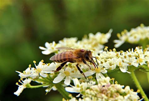 Varroa Mite Treatment Heres What You Need To Know