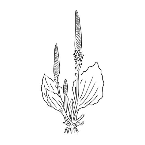 Oyster Plant Vectors And Illustrations For Free Download Freepik