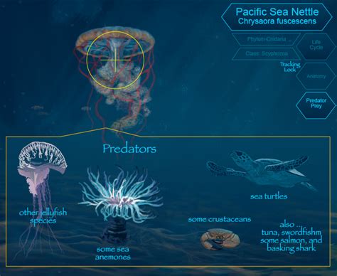 Jellyfish Anatomy