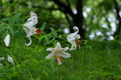 ヤマユリ フォトログ