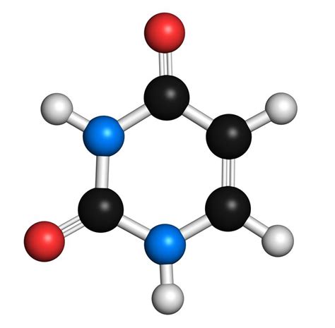 Nitrogenous Bases Definition And Structures