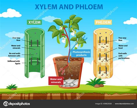 Diagrama De Floema Y Xilema Tejidos Vegetales Conductores Atlas De