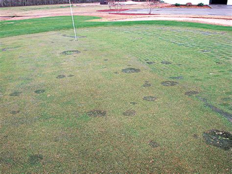 Winter Diseases In Bermudagrass Putting Greens Golfdom