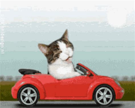 Cat Driving S