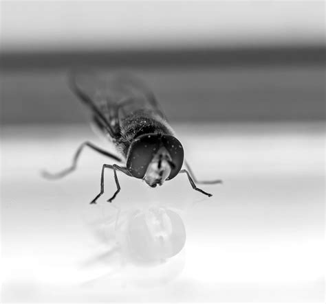 Neil Maccormack The Independent Photographer