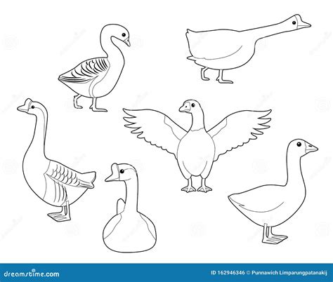 Cute Sebastopol Goose Cartoon Vector Illustration Isolated On Grey