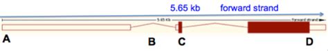 Bio 351 Exam 1 Clicker Questions Flashcards Quizlet