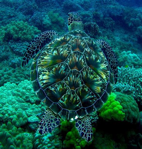 65 Unbelievable Examples Of Animal Camouflage That Will Make You Look Twice Sea Turtle Green