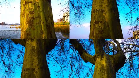 秋天梧桐树，梧桐，秋天梧桐树林，人文视频素材下载编号9775807光厂vj师网