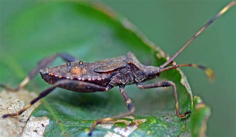 Bug Acanthocephala Terminalis Bugguide Net