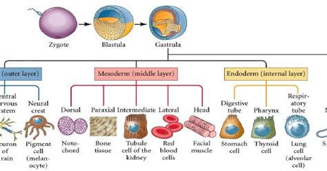 The Three Primary Germ Layers Medical School Stuff Layers Fetal