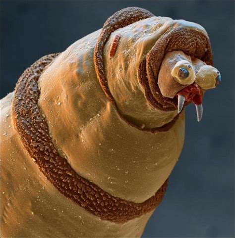 1000 Images About Microcosm On Pinterest Macro Shots Human Eye And
