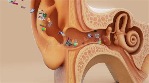 3d Animation Of Bacteria Infecting The Human Ear Stock Footage Video Of Anatomy Process
