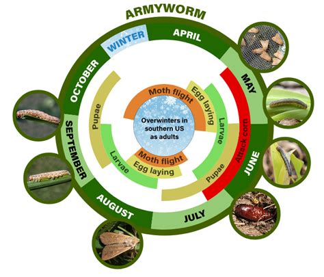Armyworms
