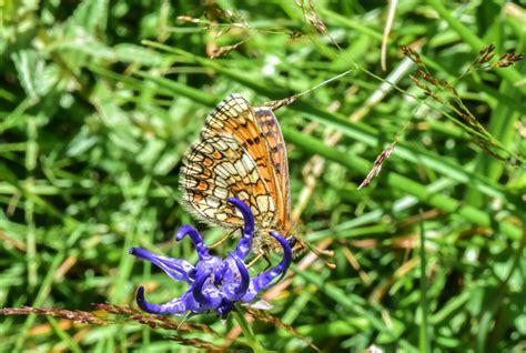 Paseos Por La Naturaleza Melitaea Celadussa