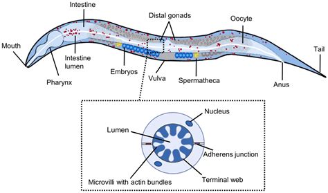 Nematode Nervous System