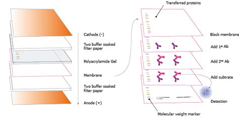 Transfer Western Blot Fusetolf
