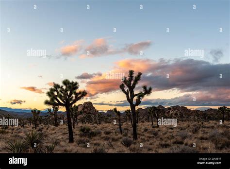 overview of the joshua tree national park showing sparsely distributed