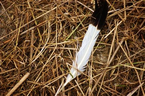 Premium Photo Close Up Of Feather On Grass