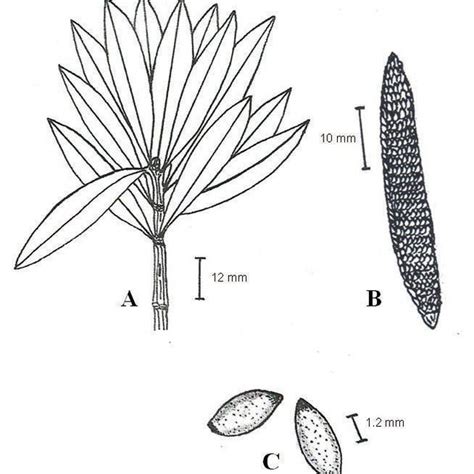Podocarpus Polystachyus Rbr Ex Endl A And B Sketch Of The Fertile