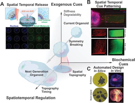Spatiotemporal Regulation For The Development Of Next‐generation