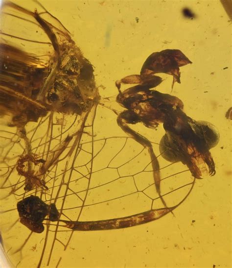 Rare Zygoptera Damselfly Fossil Insect Inclusion In Burmese Amber Etsy