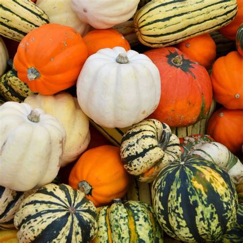 Squash Gertens Garden Center