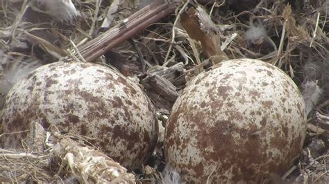When Will The Eggs Hatch Bywyd Gwyllt Glaslyn Wildlife