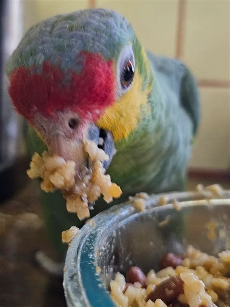 Riceandbeans Party Parrot 🦜 Scrolller