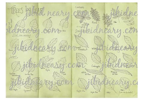 Leaf Identification Chart Infographic Leaf Identification Tree Leaf Identification Plant