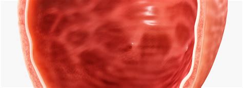 Bladder Cross Section Flippednormals