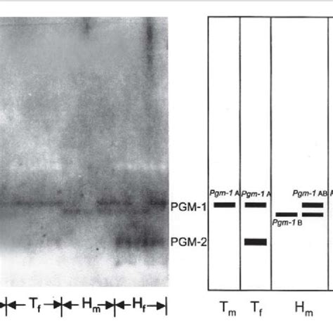 Electrophoretic Phenotypes Of Phosphoglucomutase In The Thailand And