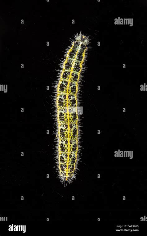 A Vividly Patterned Caterpillar Is Captured In High Detail On A Stark