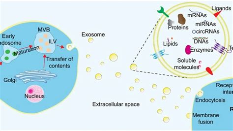 Exosomes A Review Of Biologic Function Diagnostic And Targeted
