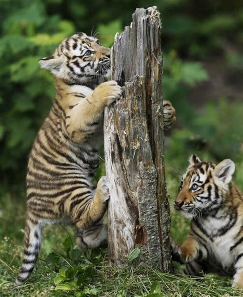 Siberian Tiger Cubs Playing