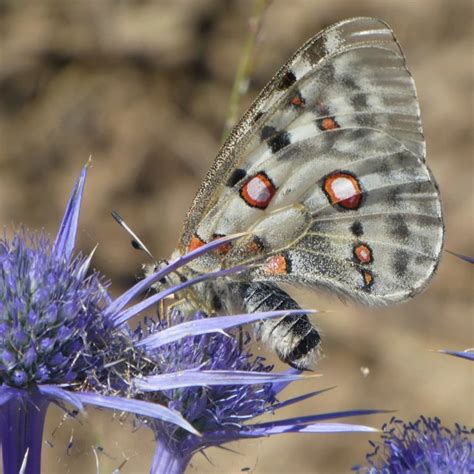 Apollo Facts Diet Habitat And Pictures On Animaliabio
