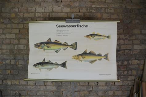 Edible Saltwater Fish Original Vintage German 1960s Educational Poster