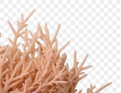 Ecosystem Border Images Free Photos Png Stickers Wallpapers