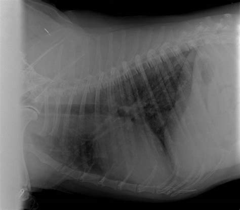 Investigations Of Seizures And Hyperglobulinaemia In A Spaniel