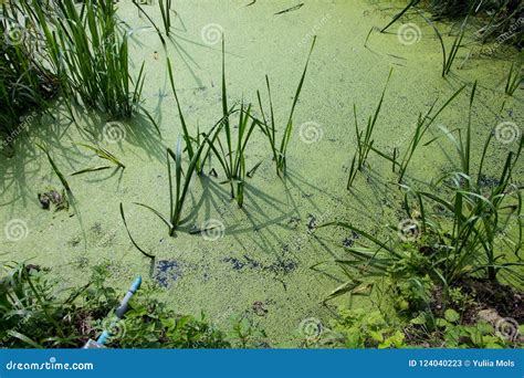 Bog Covered With Green Ooze Stock Image Image Of Grass Color 124040223