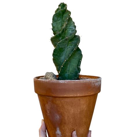 Cereus Validus Spiralis Planted