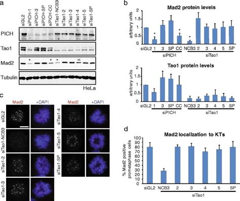 Evaluation Of Protein Knockdown Efficiency Mad2 Localization And Sac