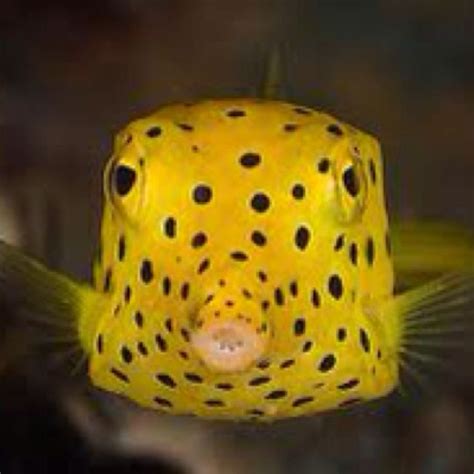 Yellow Spotted Fish In Underwater Photography