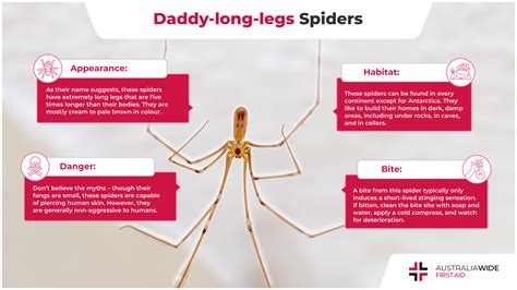 Daddy Long Legs Spider Bite Make Room For Daddy Who Will Cause No
