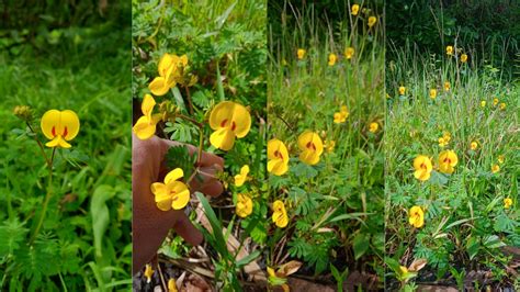 Kas Pathar Today Live 2024 Kaas Pathar