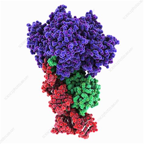 Human Mitochondrial Mrpp1 Mrpp2 Complex Molecular Model Stock Image